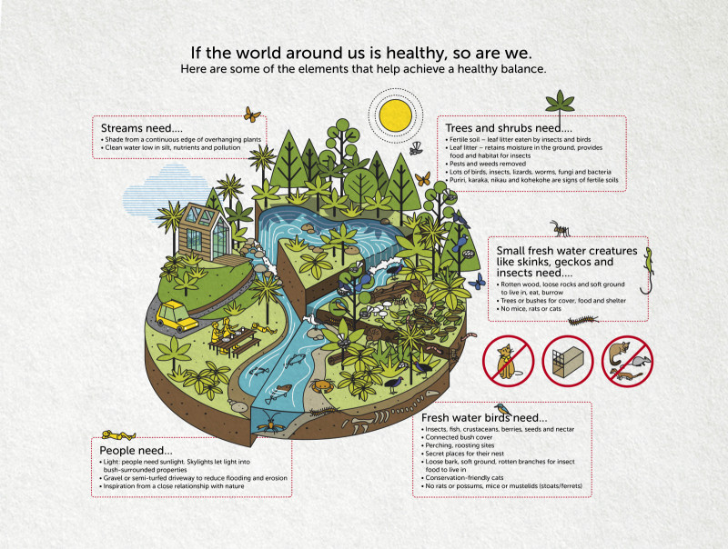 Infographics | Illustrator | Malcolm | Auckland | The Pond